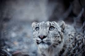 Snow leopard death in Chitral highlights growing threats to species ...