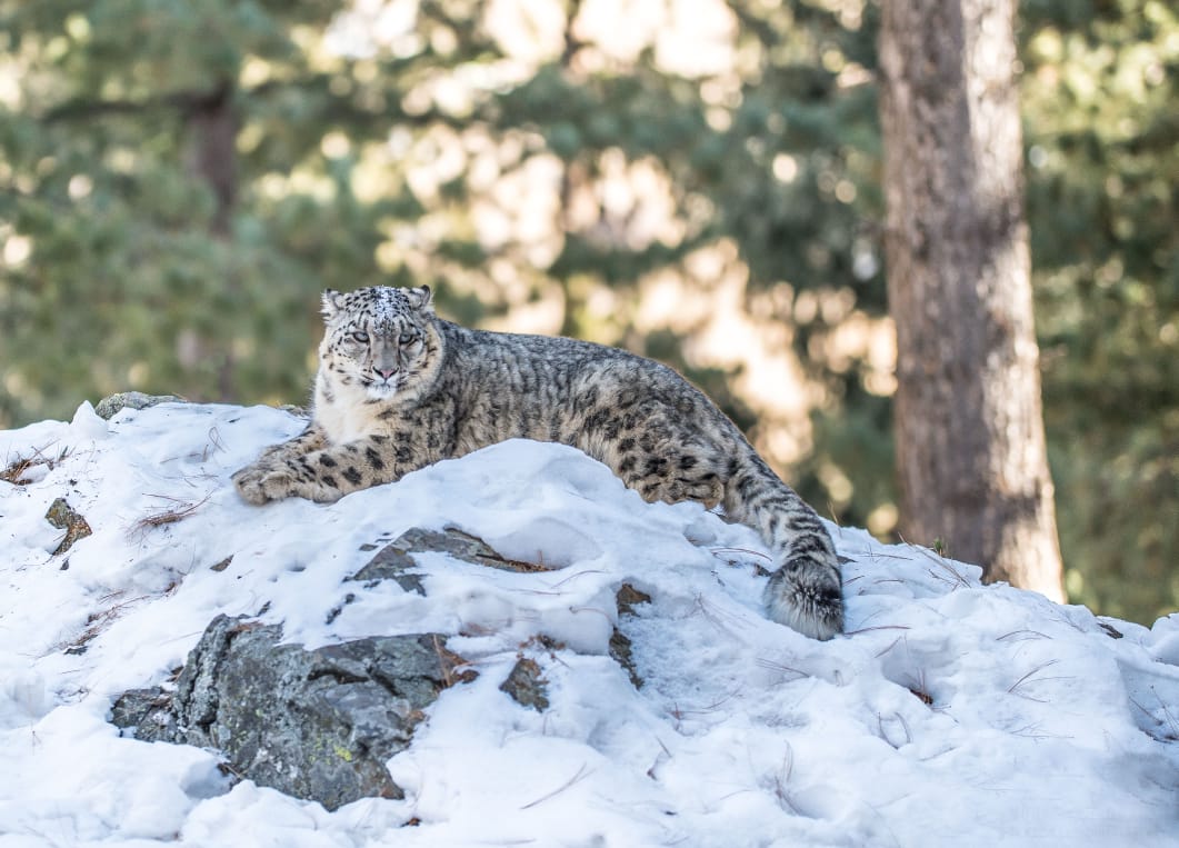 Snow leopard conservation in Pakistan shows promising progress
